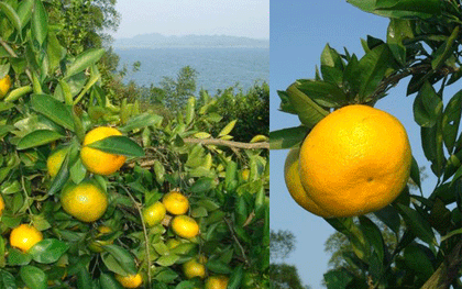 Native Forest® Organic Mandarin Oranges – Edward & Sons Trading Co.